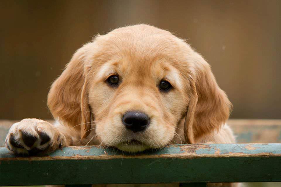 Golden Retriever My Dog Breeders Part 84 Golden Retriever My Dog Breeders Part 84